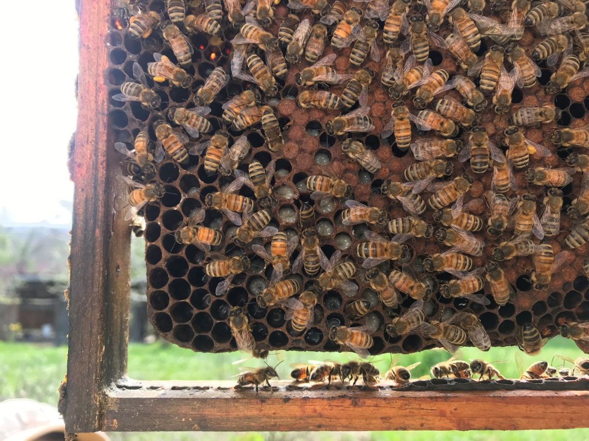 Farming for Pollinators: Allie Leach ‘24 at Spikenard Farm Honeybee ...